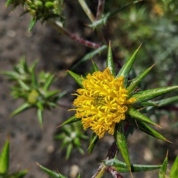 African Thistle (Berkheya rigida) – Weeds of Melbourne