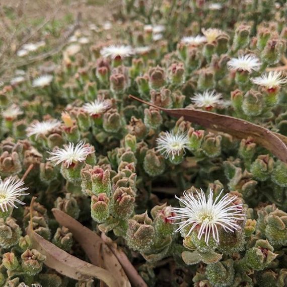 Common Ice-plant (Mesembryanthemum crystallinum) – Weeds of Melbourne