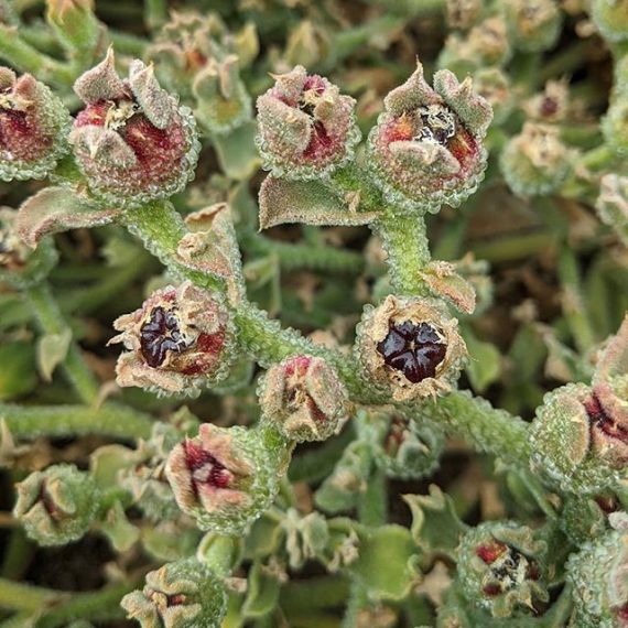 Common Ice-plant (Mesembryanthemum crystallinum) – Weeds of Melbourne