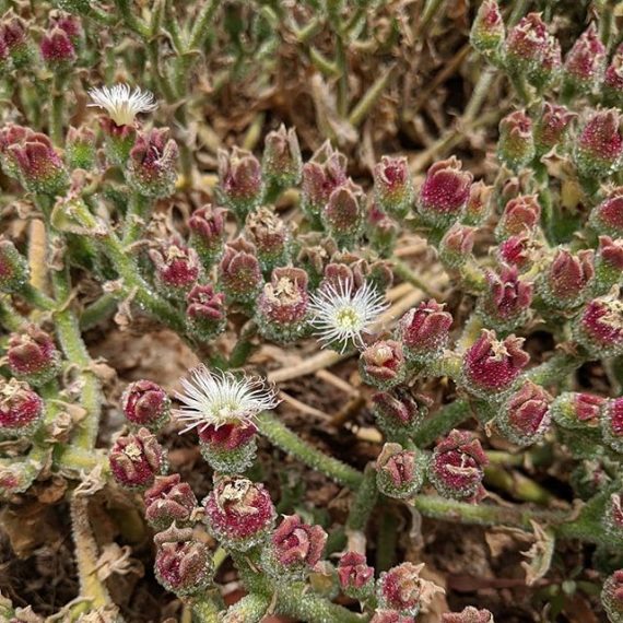 Common Ice-plant (Mesembryanthemum crystallinum) – Weeds of Melbourne