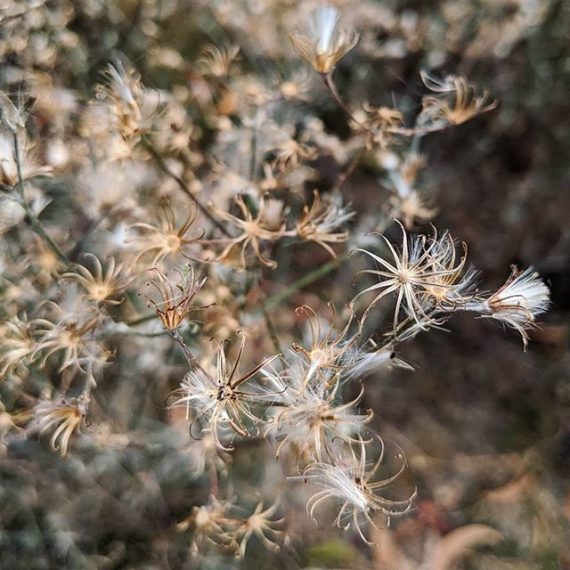 Cotton Fireweed (Senecio quadridentatus) – Weeds of Melbourne