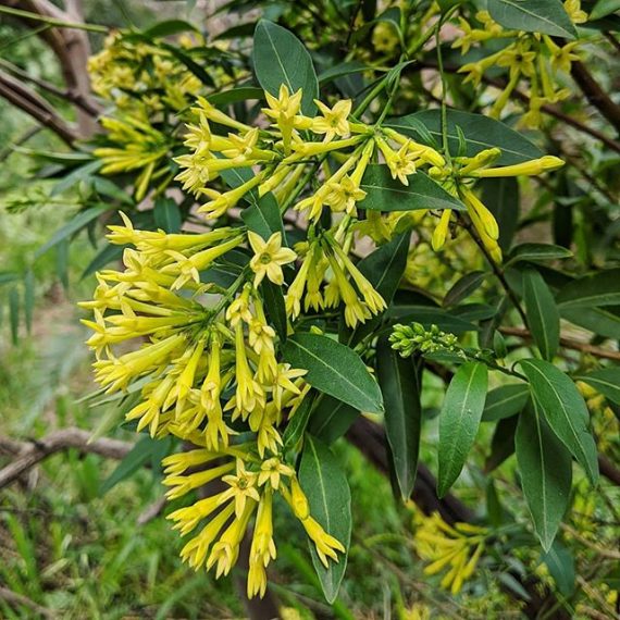 Green Cestrum (Cestrum parqui) – Weeds of Melbourne