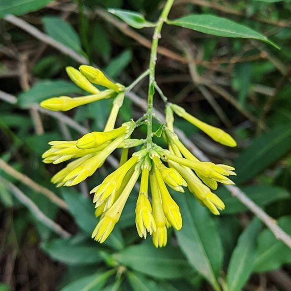 Green Cestrum (Cestrum parqui) – Weeds of Melbourne