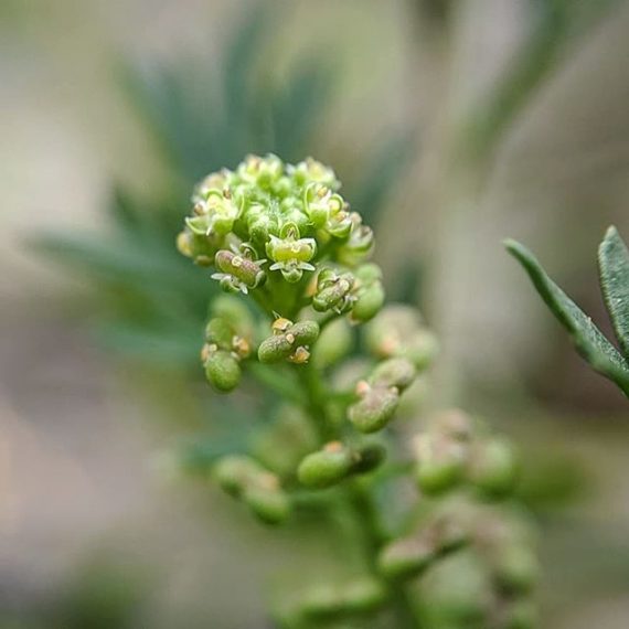 Lesser Swine’s Cress (Lepidium didymum) – Weeds of Melbourne
