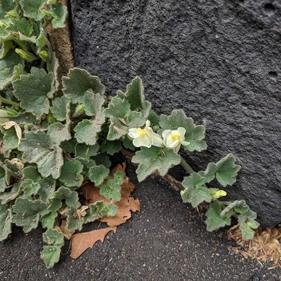 Trailing Snapdragon (Asarina procumbens) – Weeds of Melbourne