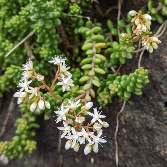 White Stonecrop (Sedum album) – Weeds of Melbourne