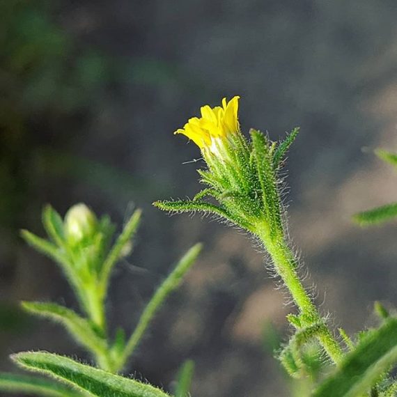 Stinkwort (Dittrichia graveolens) – Weeds of Melbourne