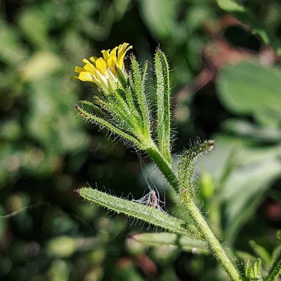 Stinkwort (Dittrichia graveolens) – Weeds of Melbourne