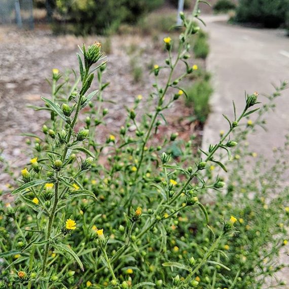 Stinkwort (Dittrichia graveolens) – Weeds of Melbourne