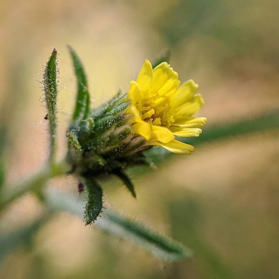 Stinkwort (Dittrichia graveolens) – Weeds of Melbourne