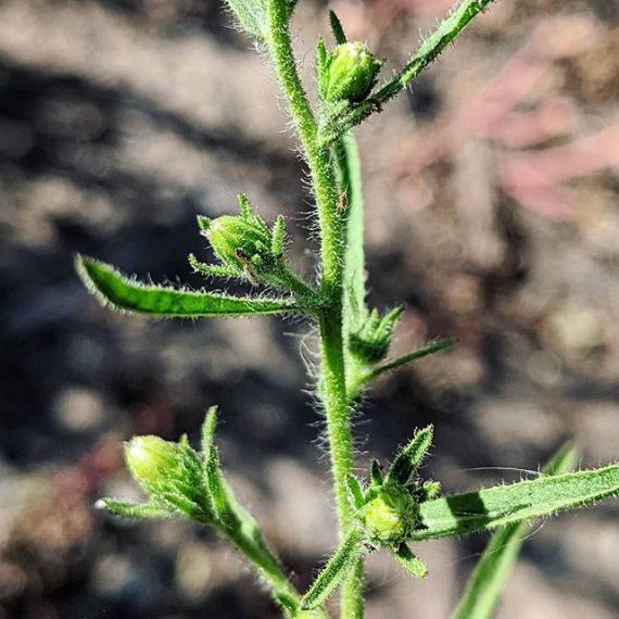 Stinkwort (Dittrichia graveolens) – Weeds of Melbourne