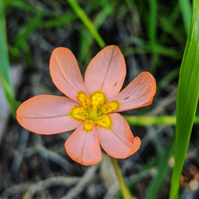 Two-leaf Cape Tulip (Moraea miniata) – Weeds of Melbourne
