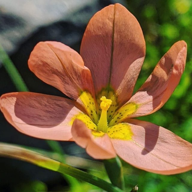 Two-leaf Cape Tulip (Moraea miniata) – Weeds of Melbourne