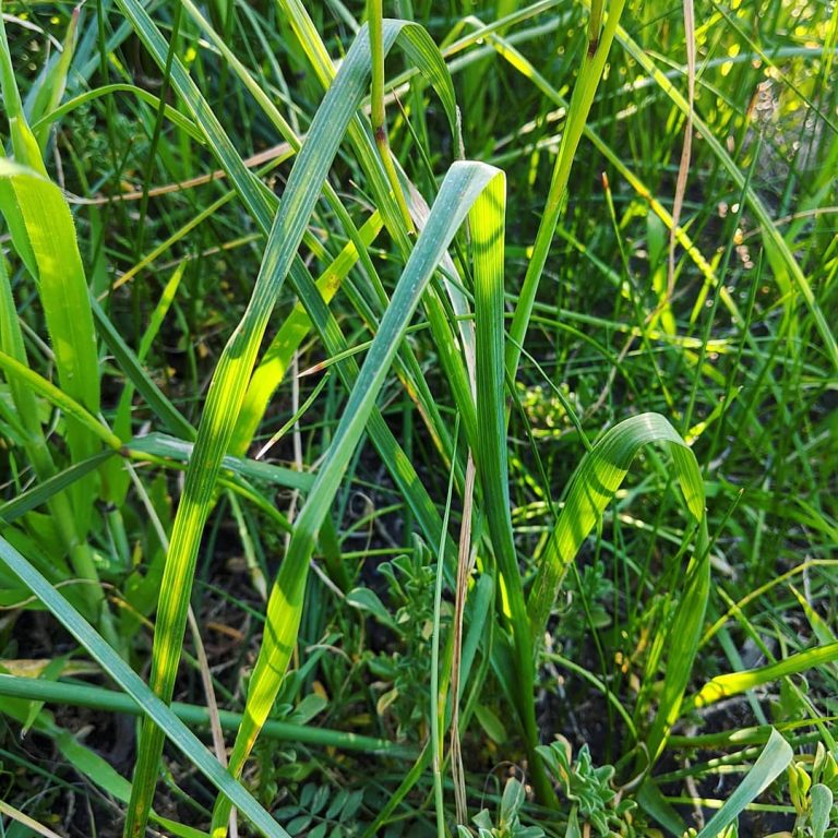 Two-leaf Cape Tulip (Moraea miniata) – Weeds of Melbourne