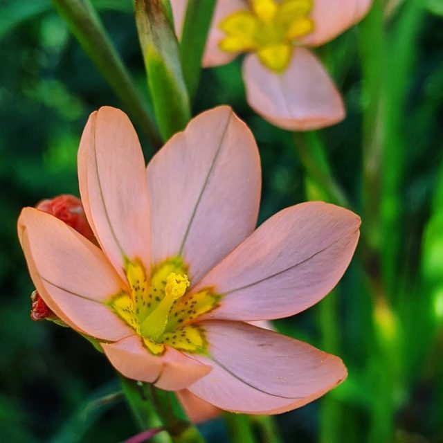 Two-leaf Cape Tulip (Moraea miniata) – Weeds of Melbourne