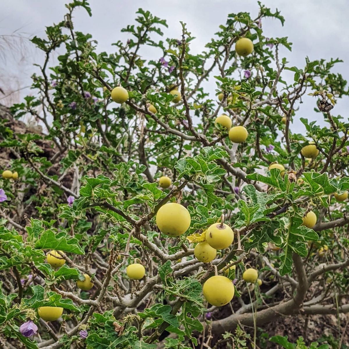 Devil’s Apple (Solanum linnaeanum) – Weeds of Melbourne