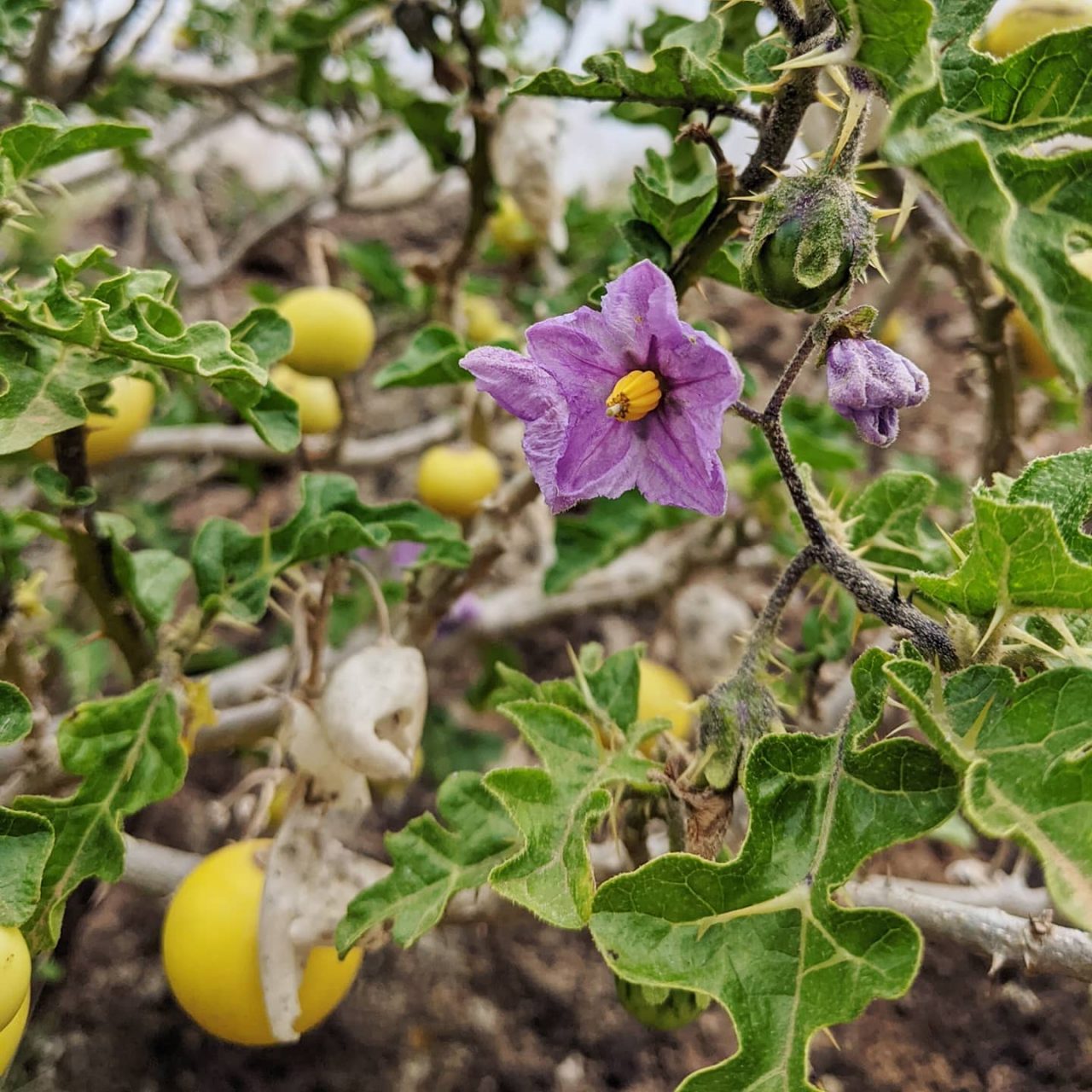Devil’s Apple (Solanum linnaeanum) – Weeds of Melbourne