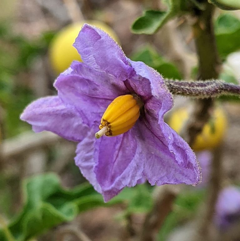 Devil’s Apple (Solanum linnaeanum) – Weeds of Melbourne