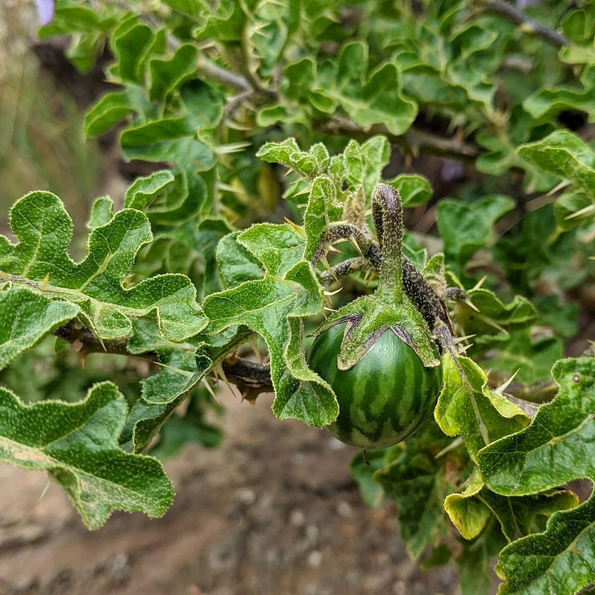 Devil’s Apple (Solanum linnaeanum) – Weeds of Melbourne