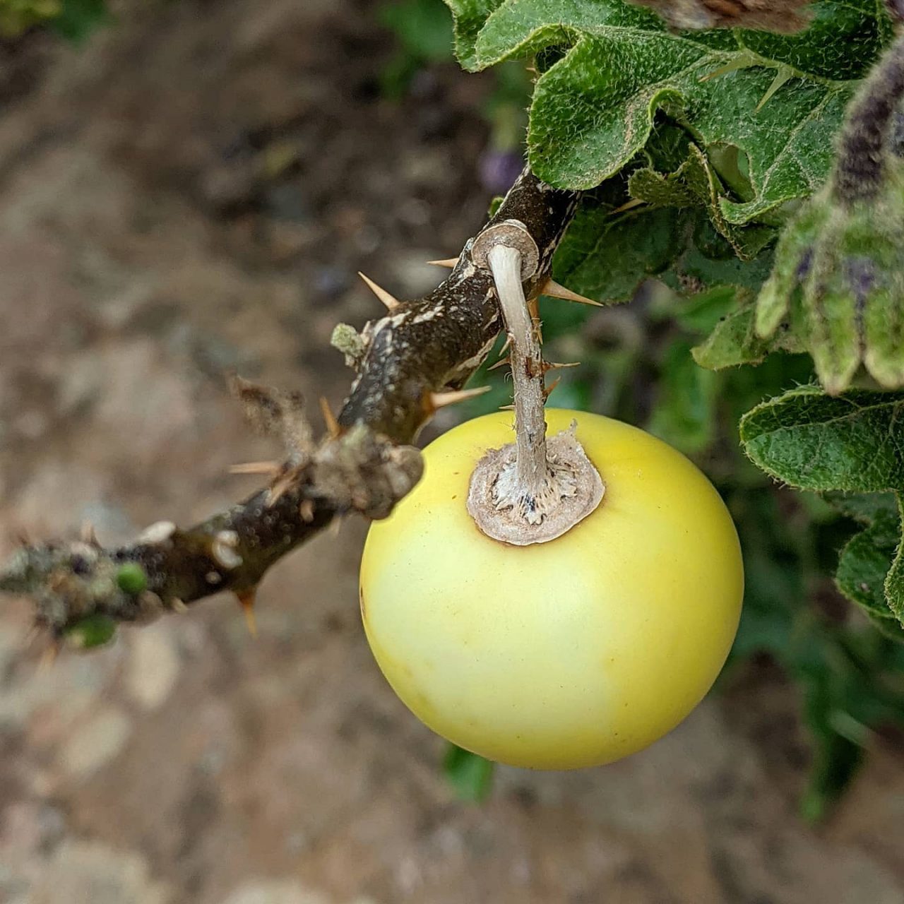 Devil’s Apple (Solanum linnaeanum) – Weeds of Melbourne