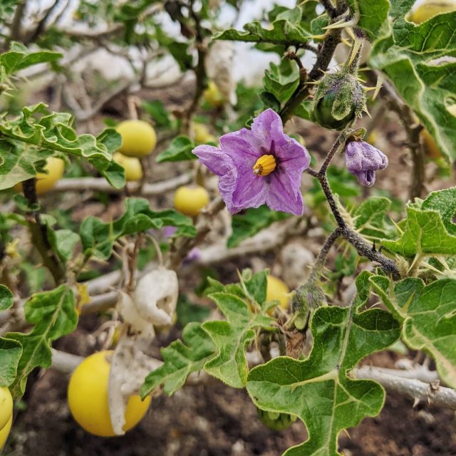 Devil’s Apple (Solanum linnaeanum) – Weeds of Melbourne
