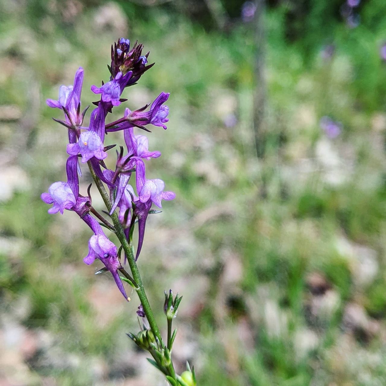 Pelisser’s Toadflax (Linaria pelisseriana) – Weeds of Melbourne
