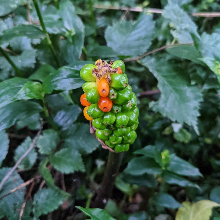 Italian Arum Lily (Arum italicum) – Weeds of Melbourne