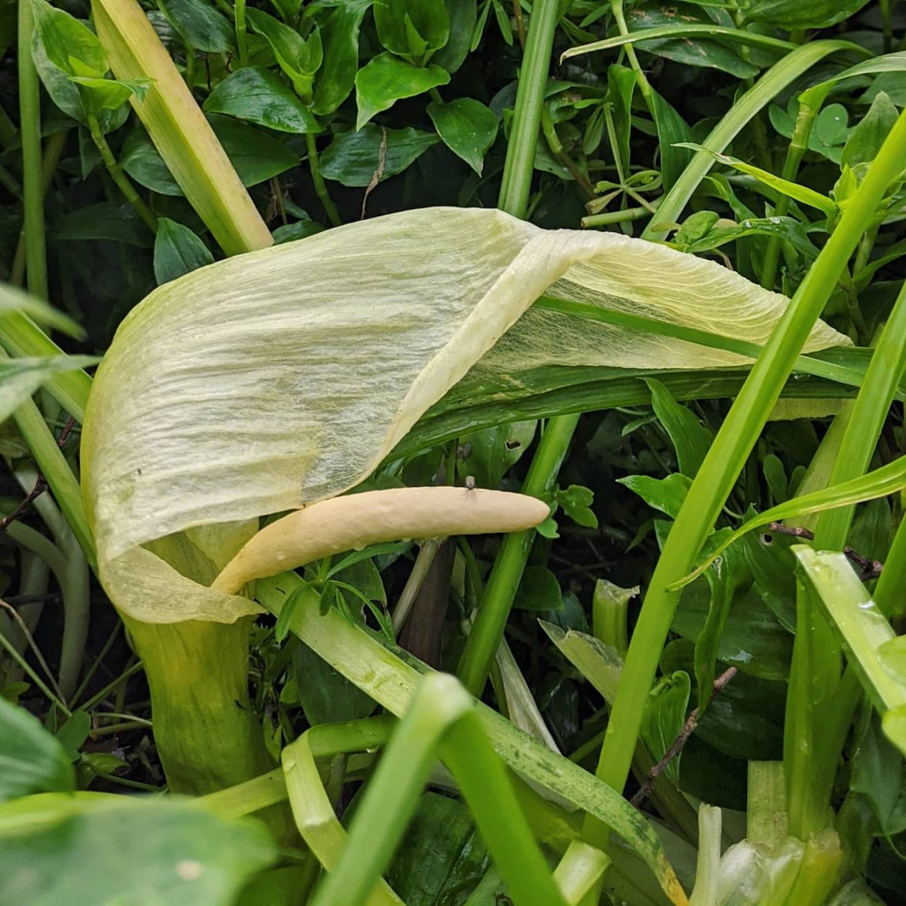 Italian Arum Lily (Arum italicum) – Weeds of Melbourne