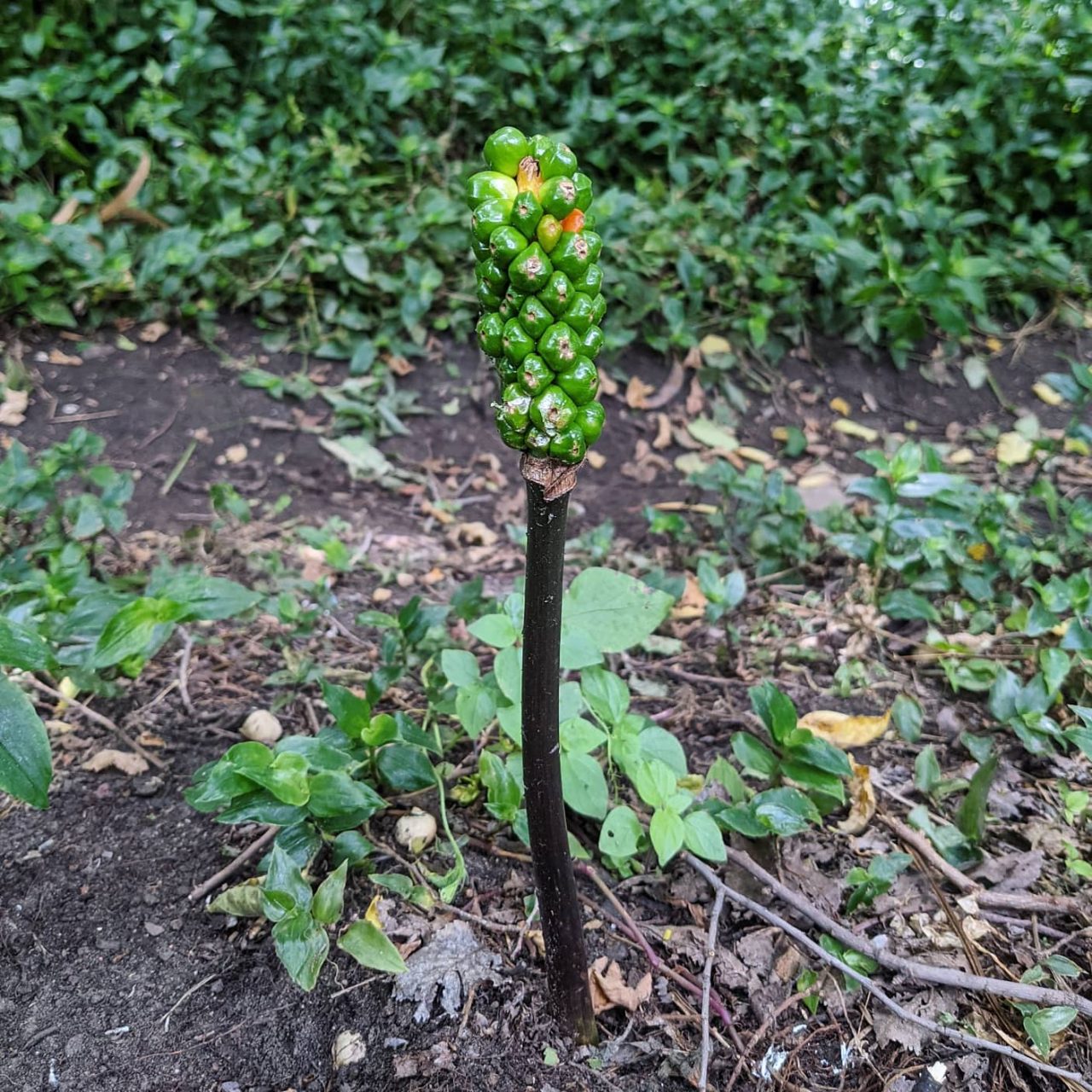 Italian Arum Lily (Arum italicum) – Weeds of Melbourne
