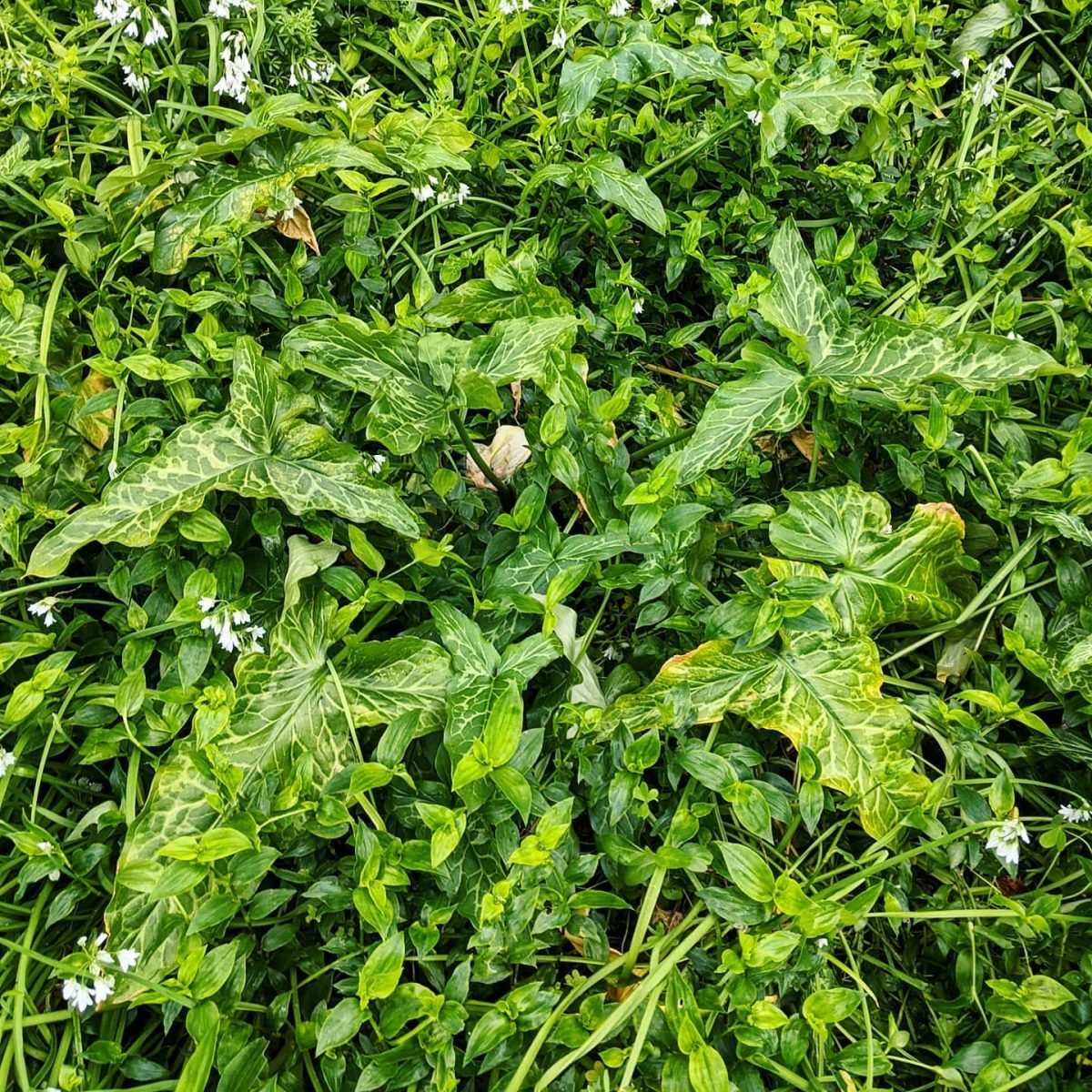Italian Arum Lily (Arum italicum) – Weeds of Melbourne