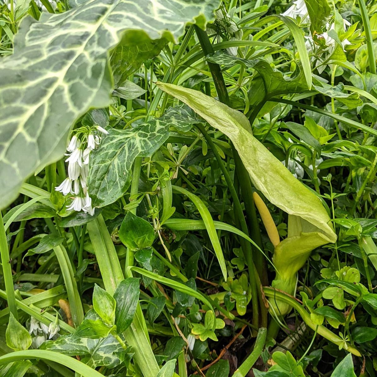 Italian Arum Lily (Arum italicum) – Weeds of Melbourne
