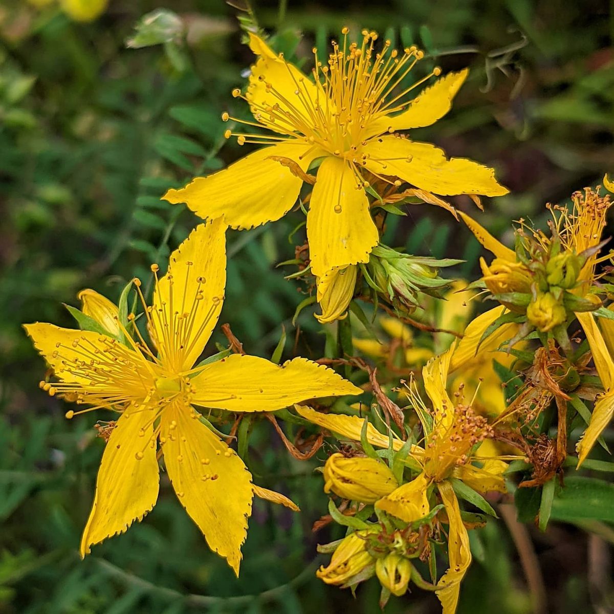 St John s Wort Hypericum Perforatum Weeds Of Melbourne
