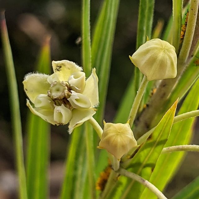 Narrow-leaved Cotton Bush (Gomphocarpus fruticosus) – Weeds of Melbourne