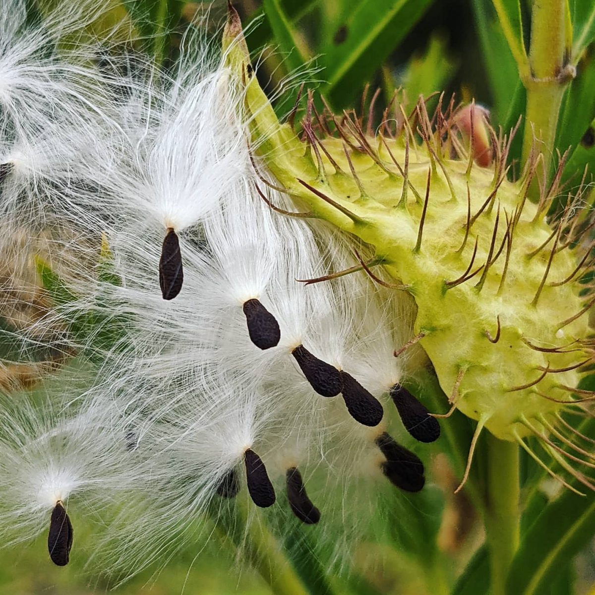 Narrow-leaved Cotton Bush (Gomphocarpus fruticosus) – Weeds of Melbourne