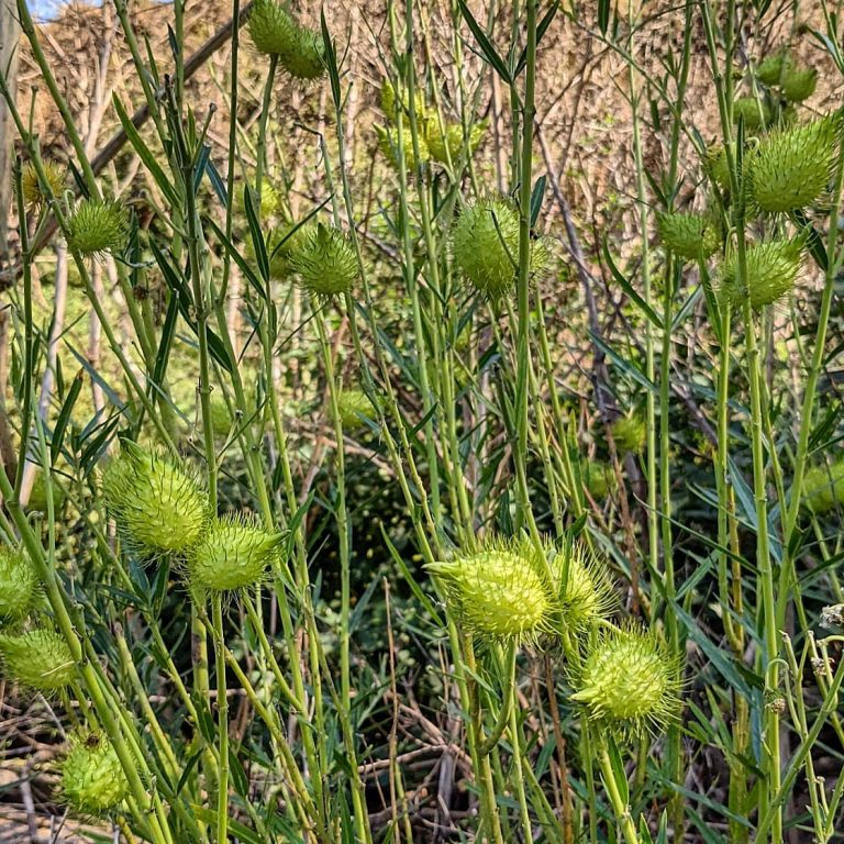 Narrow-leaved Cotton Bush (Gomphocarpus fruticosus) – Weeds of Melbourne