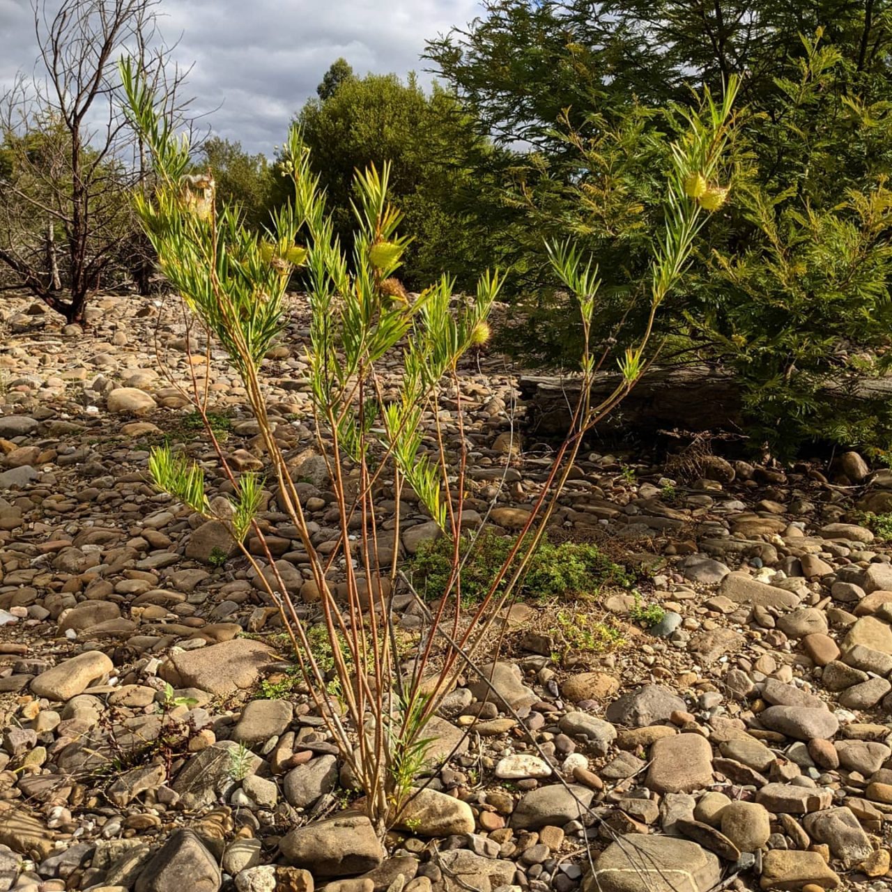 Narrow-leaved Cotton Bush (Gomphocarpus fruticosus) – Weeds of Melbourne