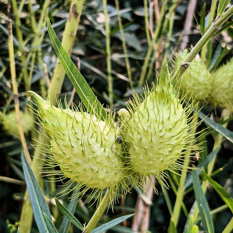 Narrow-leaved Cotton Bush (Gomphocarpus fruticosus) – Weeds of Melbourne