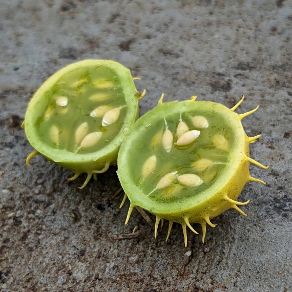 Prickly Paddy Melon (Cucumis myriocarpus) – Weeds of Melbourne