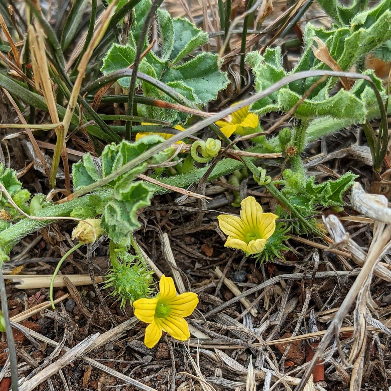 Prickly Paddy Melon (Cucumis myriocarpus) – Weeds of Melbourne