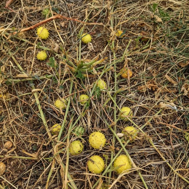 Prickly Paddy Melon (Cucumis myriocarpus) – Weeds of Melbourne