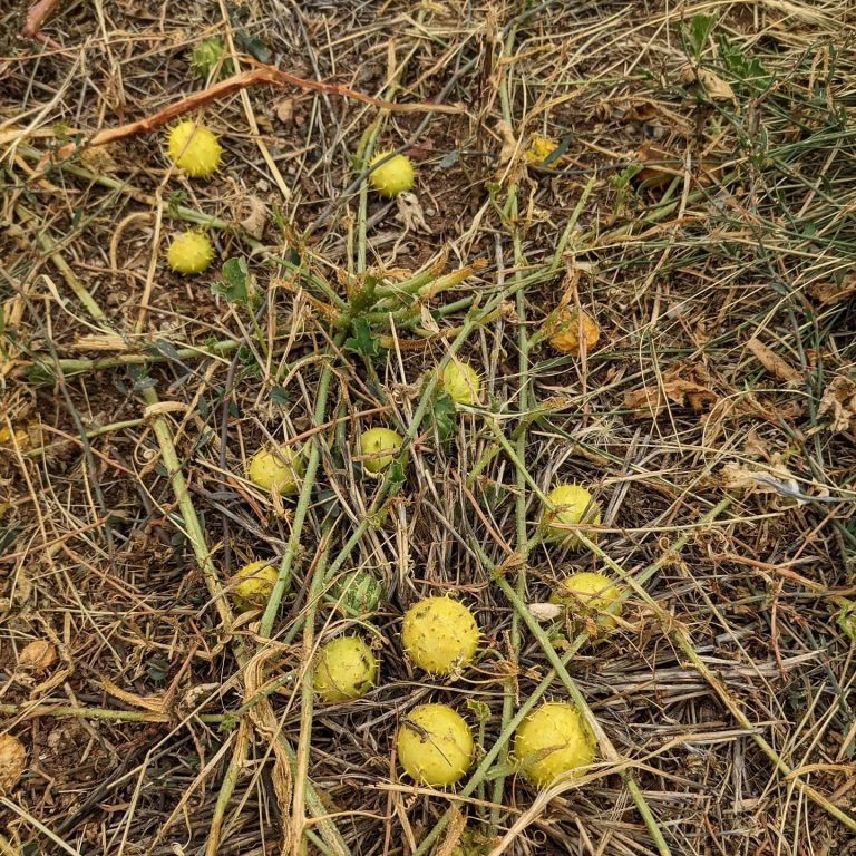 Prickly Paddy Melon (Cucumis myriocarpus) – Weeds of Melbourne