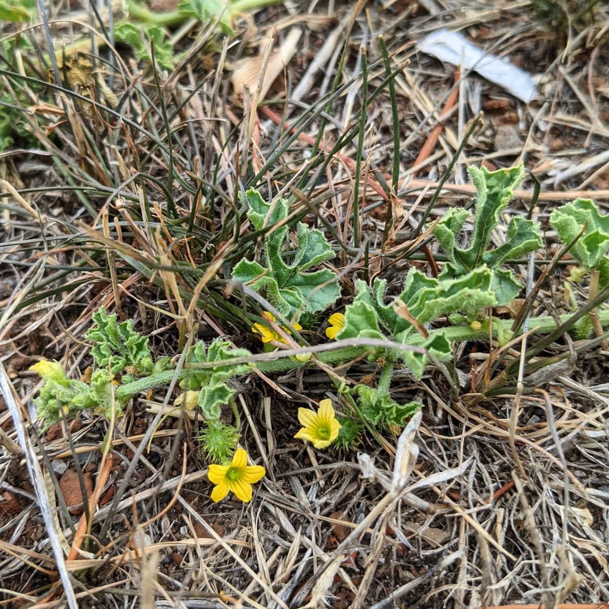 Prickly Paddy Melon (Cucumis myriocarpus) – Weeds of Melbourne