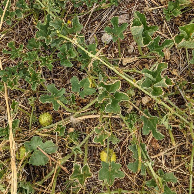 Prickly Paddy Melon (Cucumis myriocarpus) – Weeds of Melbourne
