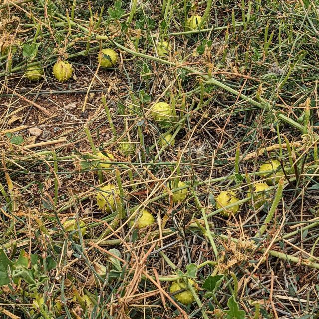 Prickly Paddy Melon (Cucumis myriocarpus) – Weeds of Melbourne
