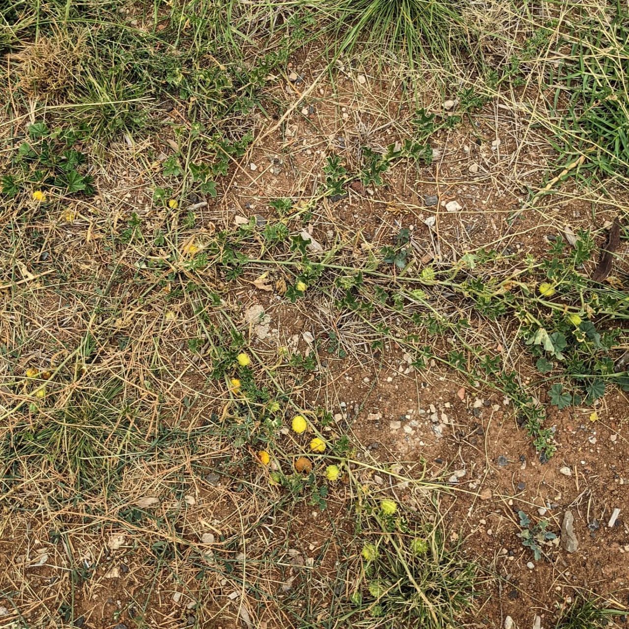 Prickly Paddy Melon (Cucumis myriocarpus) – Weeds of Melbourne