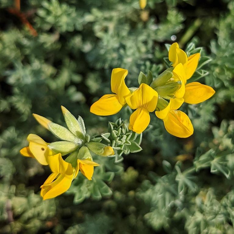 Cretan Trefoil (Lotus creticus) – Weeds of Melbourne