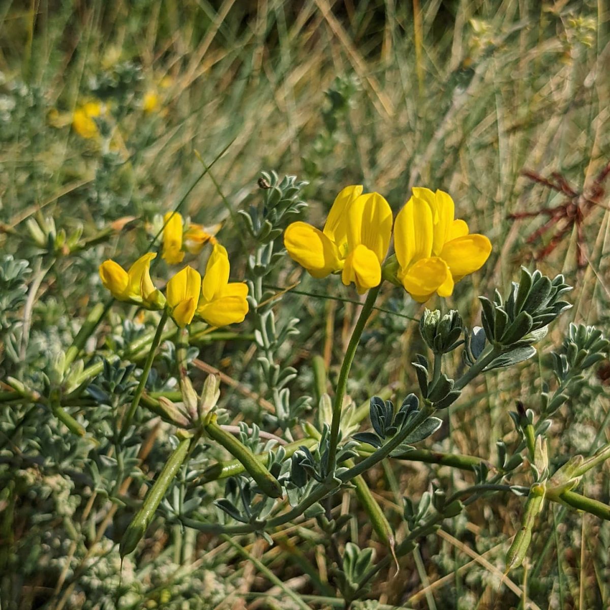 Cretan Trefoil (Lotus creticus) – Weeds of Melbourne