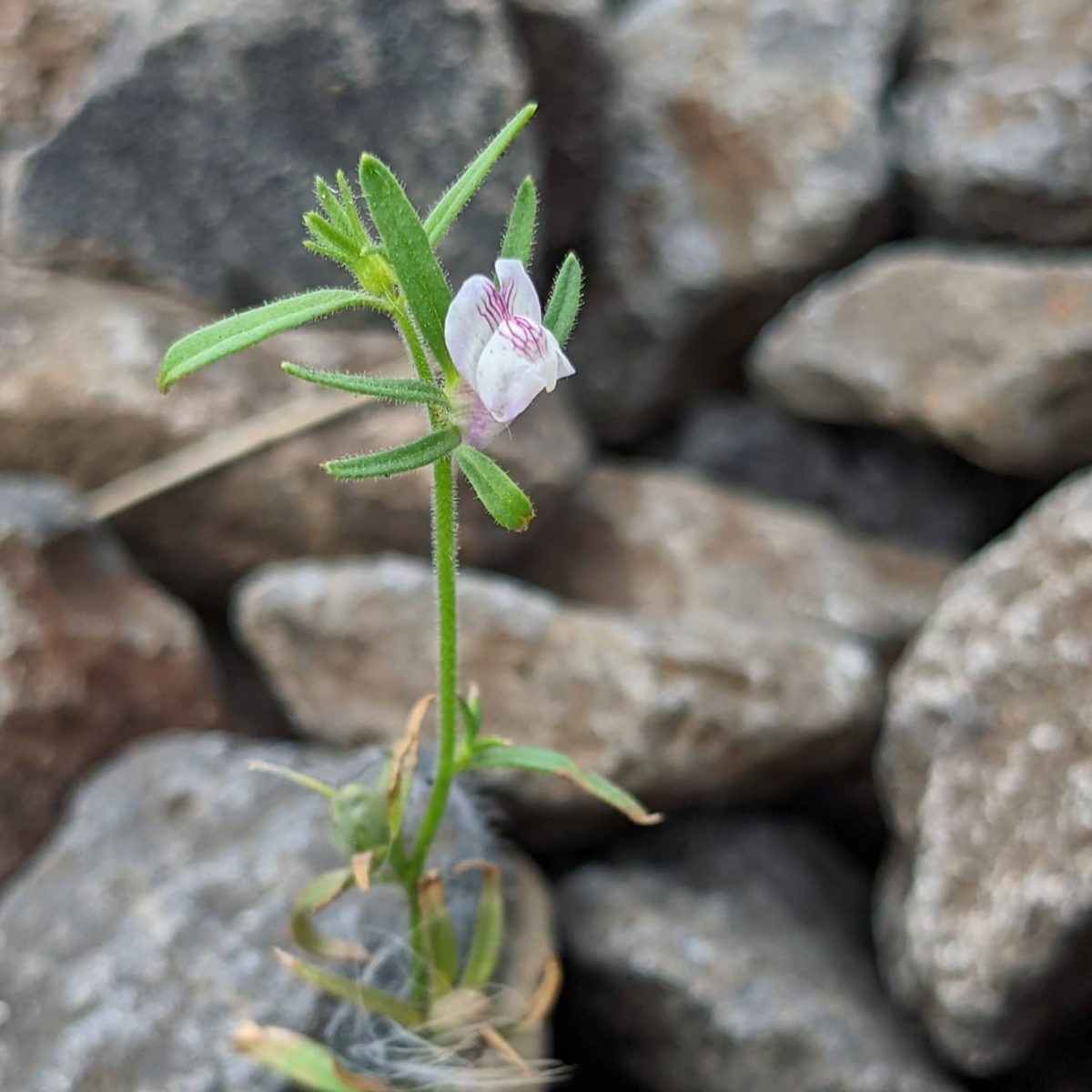 Lesser Snapdragon (Misopates orontium) – Weeds of Melbourne