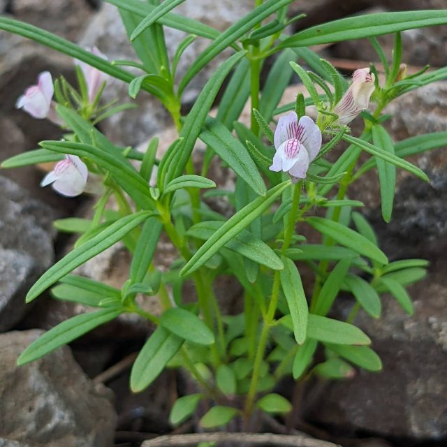 Lesser Snapdragon (Misopates orontium) – Weeds of Melbourne