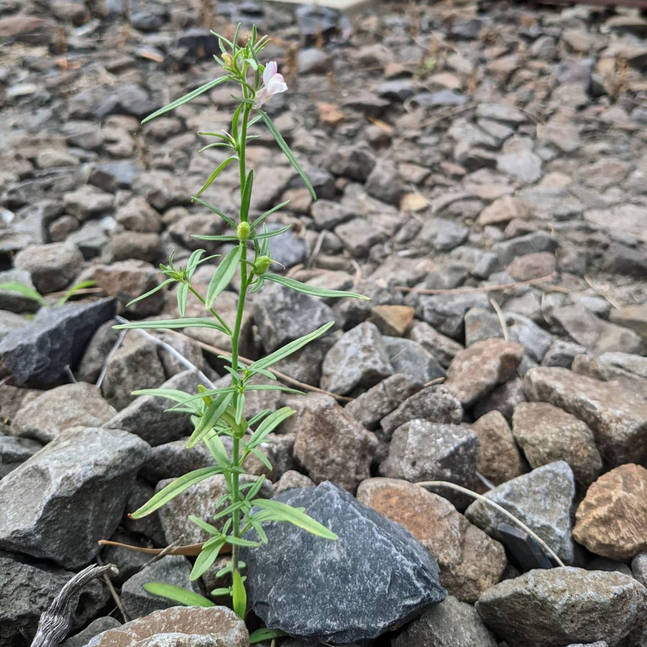Lesser Snapdragon (Misopates orontium) – Weeds of Melbourne